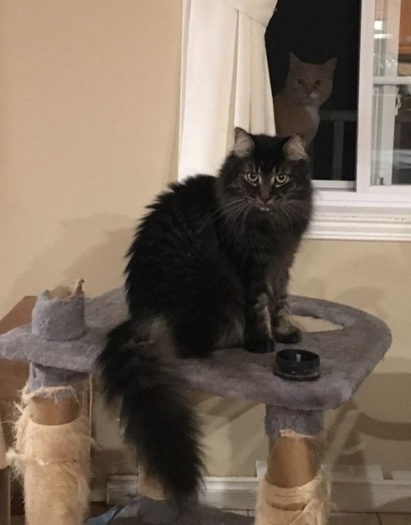 Minoucha - Les Pattes Jaunes | Les Pattes Jaunes