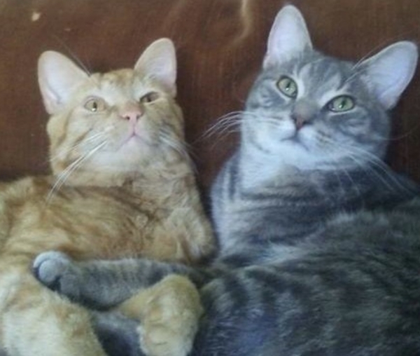 Maurice & Ti-Gris - Les Pattes Jaunes | Les Pattes Jaunes