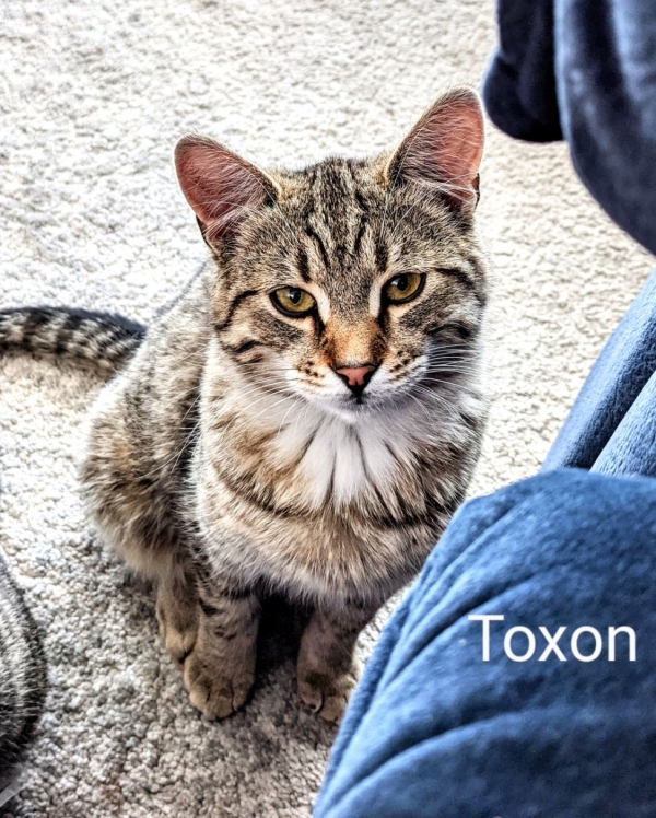 Toxon - Les Pattes Jaunes | Les Pattes Jaunes