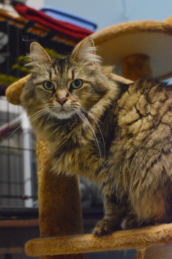 Li-Shou - Les Pattes Jaunes | Les Pattes Jaunes