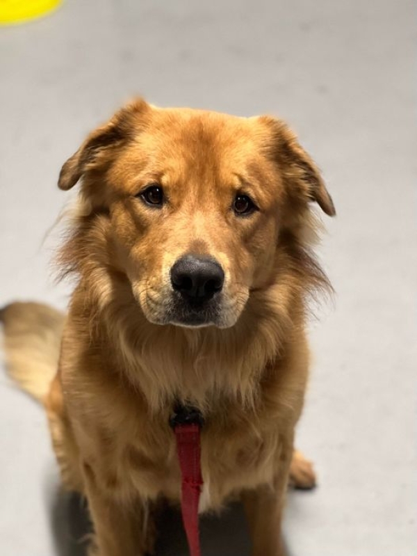 Bosky - Les Pattes Jaunes | Les Pattes Jaunes