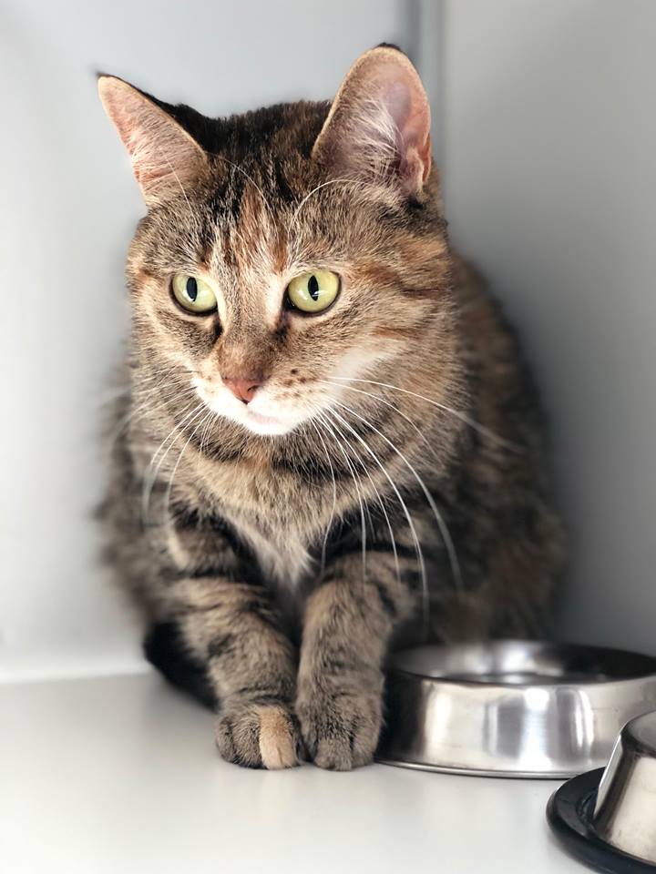 Toutoune - Les Pattes Jaunes | Les Pattes Jaunes