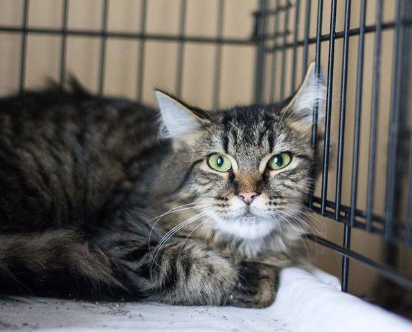 Toupette - Les Pattes Jaunes | Les Pattes Jaunes