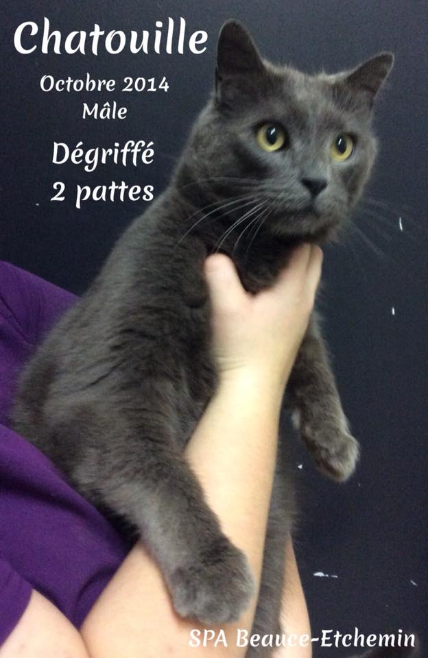 Chatouille - Les Pattes Jaunes | Les Pattes Jaunes