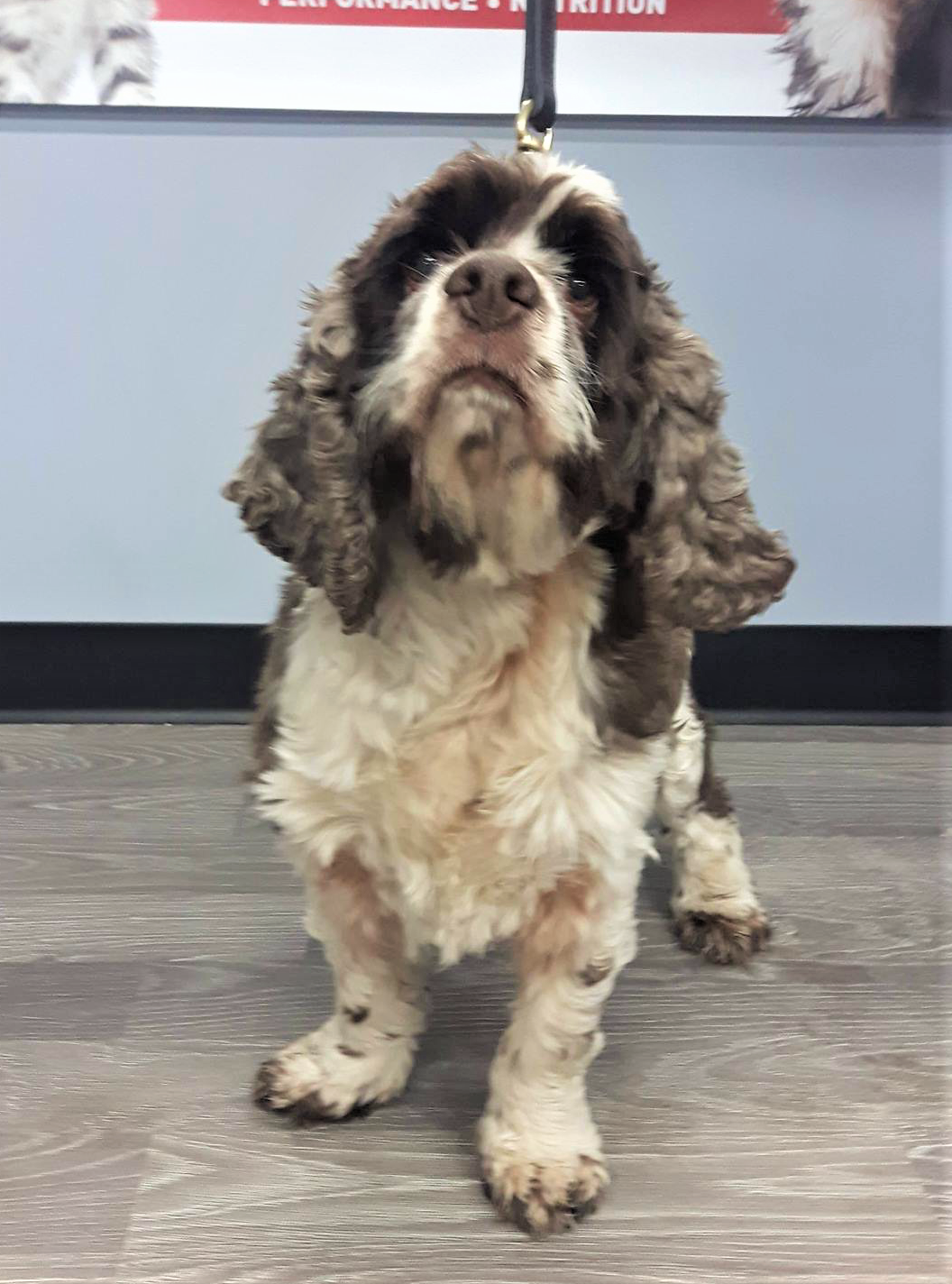 Tobby - Les Pattes Jaunes | Les Pattes Jaunes