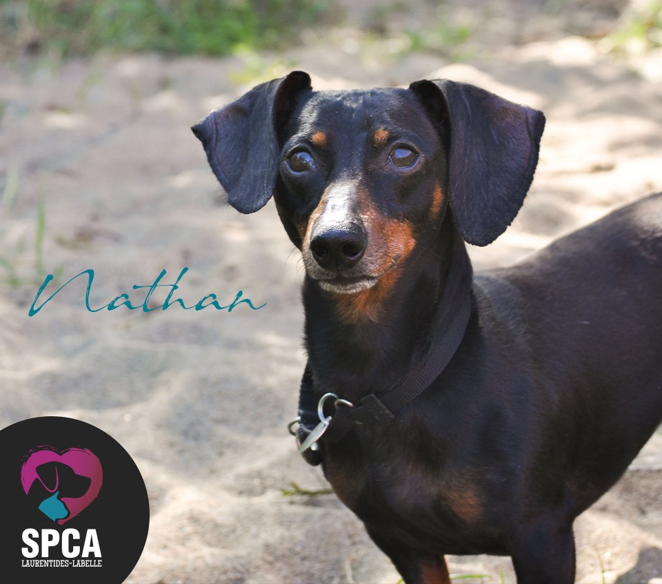 Nathan - Les Pattes Jaunes | Les Pattes Jaunes