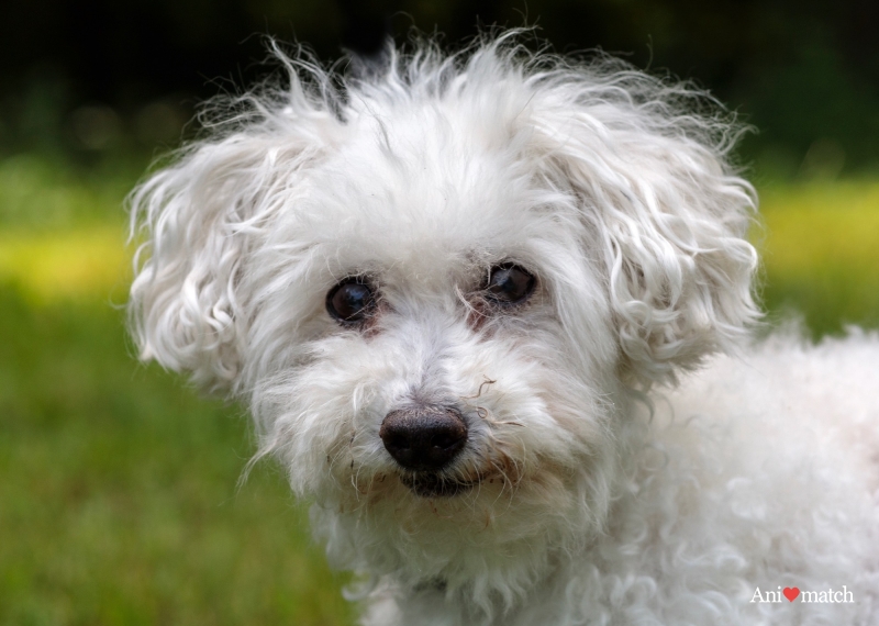 Toto - Les Pattes Jaunes | Les Pattes Jaunes