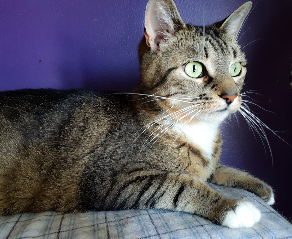 Chatouille - Les Pattes Jaunes | Les Pattes Jaunes