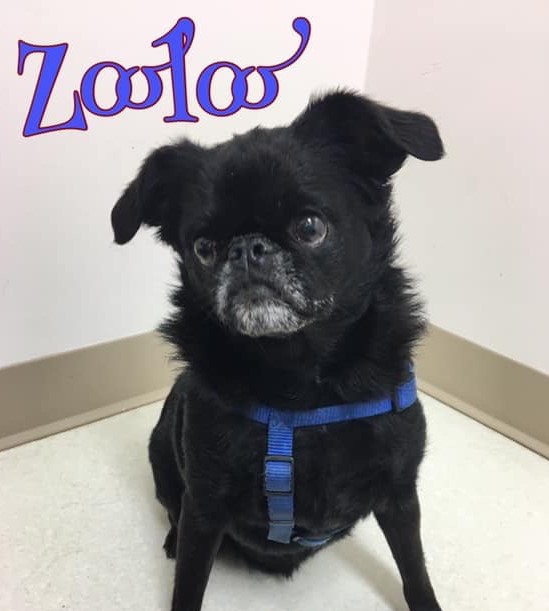 Zooloo - Les Pattes Jaunes | Les Pattes Jaunes