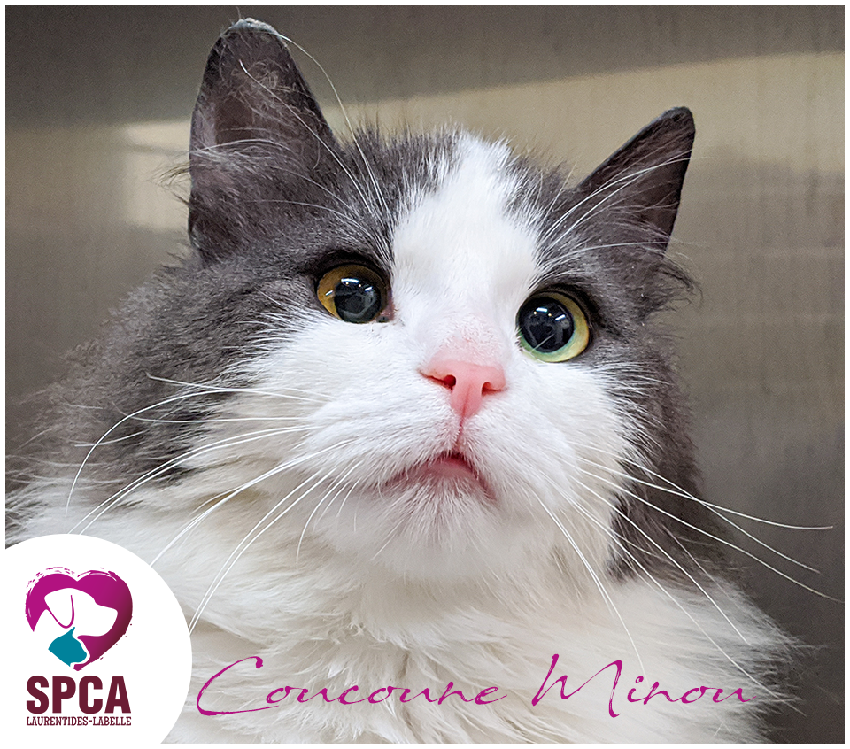 Coucoune Minou - Les Pattes Jaunes | Les Pattes Jaunes