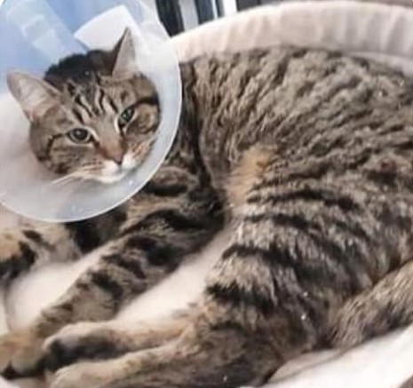 Bidule & Dolly - Les Pattes Jaunes | Les Pattes Jaunes