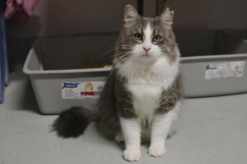 Jordan - Les Pattes Jaunes | Les Pattes Jaunes