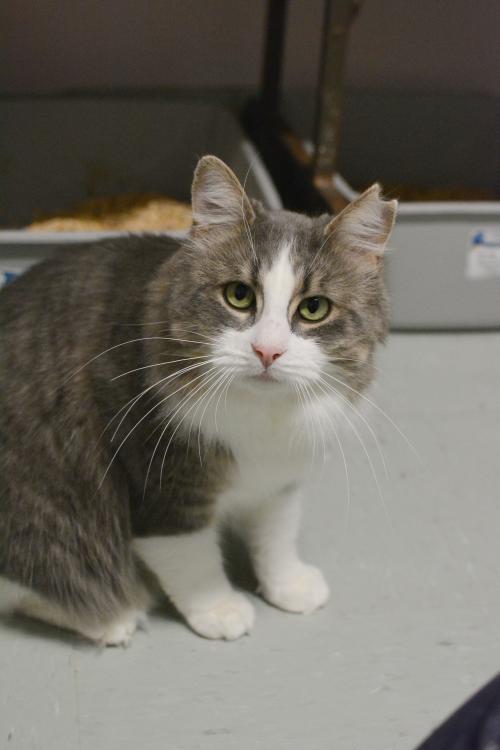 Jordan - Les Pattes Jaunes | Les Pattes Jaunes