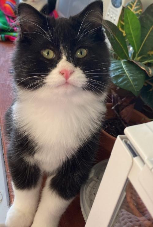 Chief Webber - Les Pattes Jaunes | Les Pattes Jaunes