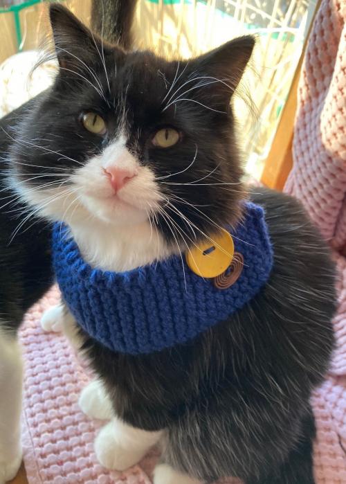 Chief Webber - Les Pattes Jaunes | Les Pattes Jaunes