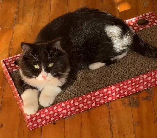 Chief Webber - Les Pattes Jaunes | Les Pattes Jaunes