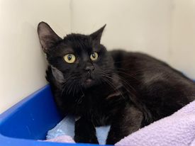 Mr. Brochu - Les Pattes Jaunes | Les Pattes Jaunes