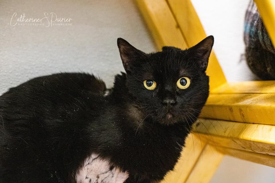 Mr. Brochu - Les Pattes Jaunes | Les Pattes Jaunes