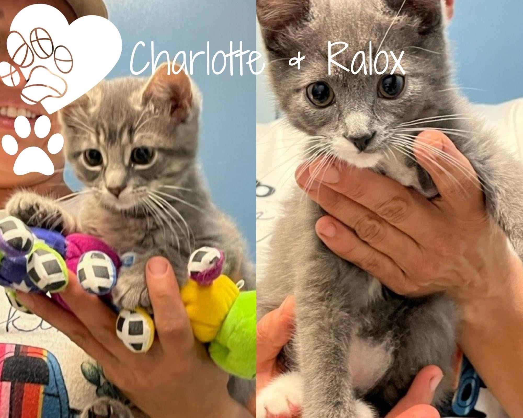 Charlotte & Ralox - Les Pattes Jaunes | Les Pattes Jaunes