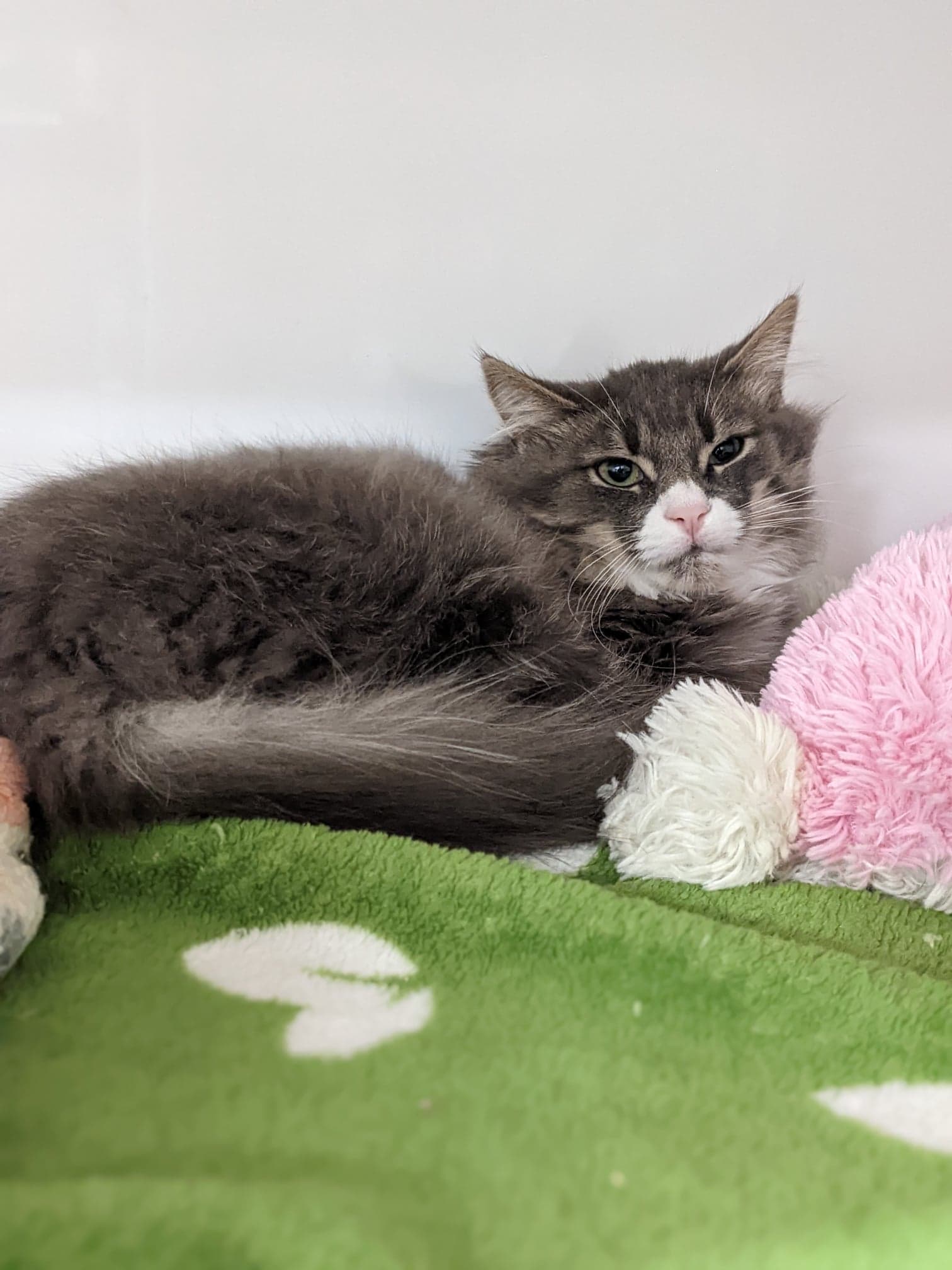 Fluffy - Les Pattes Jaunes | Les Pattes Jaunes