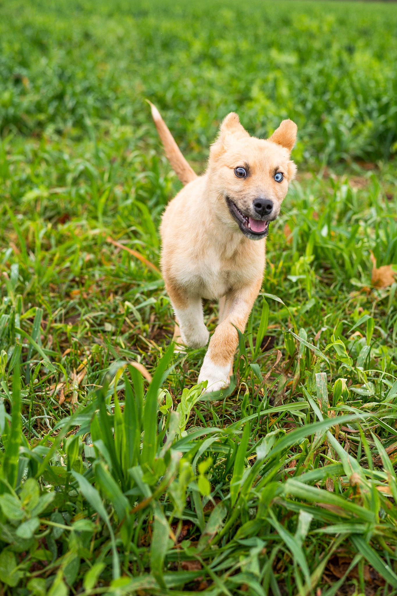 Chayton - Les Pattes Jaunes | Les Pattes Jaunes