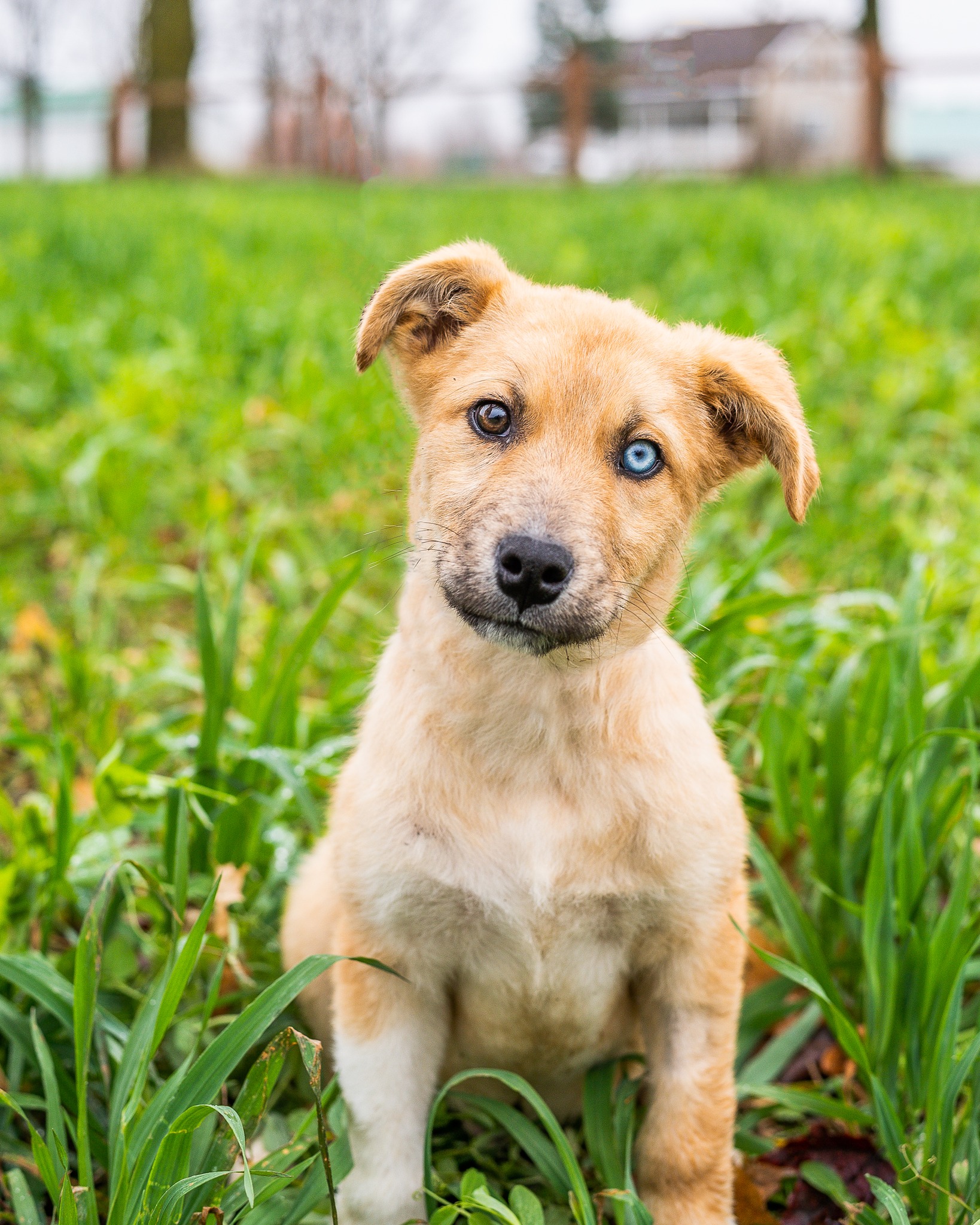 Chayton - Les Pattes Jaunes | Les Pattes Jaunes