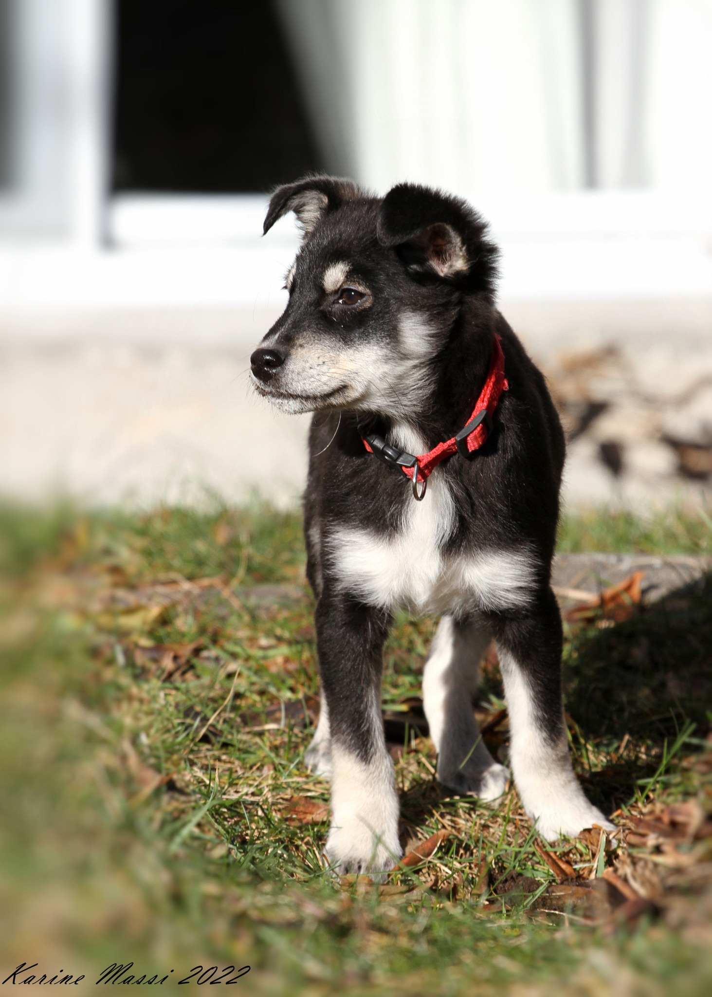 Nisht - Les Pattes Jaunes | Les Pattes Jaunes
