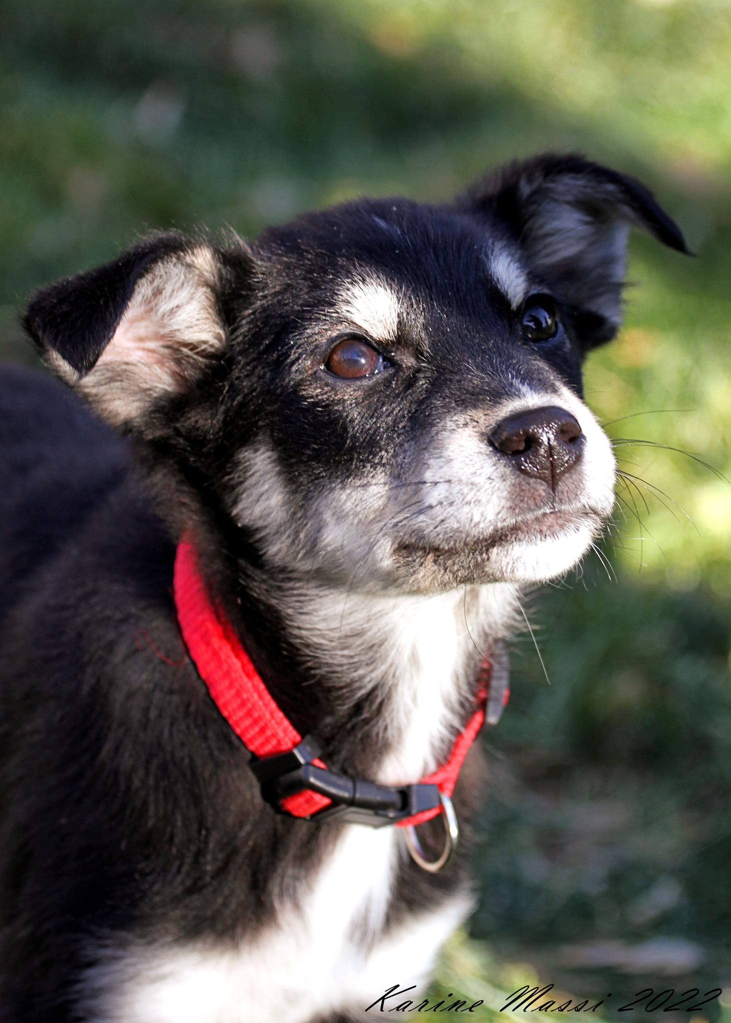 Nisht - Les Pattes Jaunes | Les Pattes Jaunes
