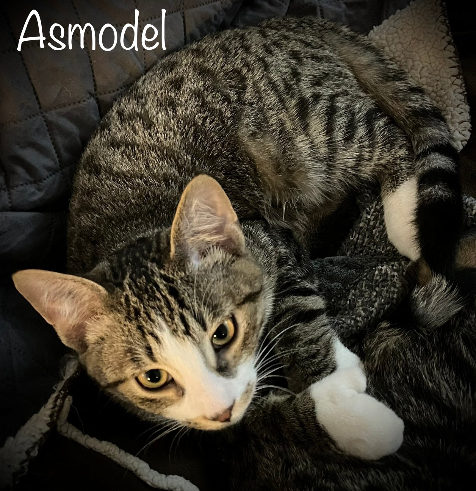 Asmodel - Les Pattes Jaunes | Les Pattes Jaunes