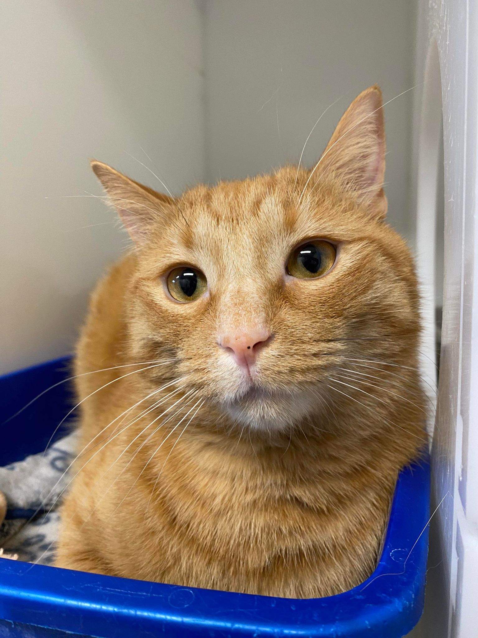 Spyrou - Les Pattes Jaunes | Les Pattes Jaunes