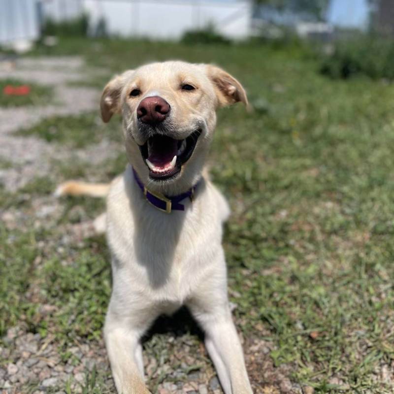 Ti Boy - Les Pattes Jaunes | Les Pattes Jaunes