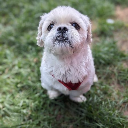 Guimo - Les Pattes Jaunes | Les Pattes Jaunes