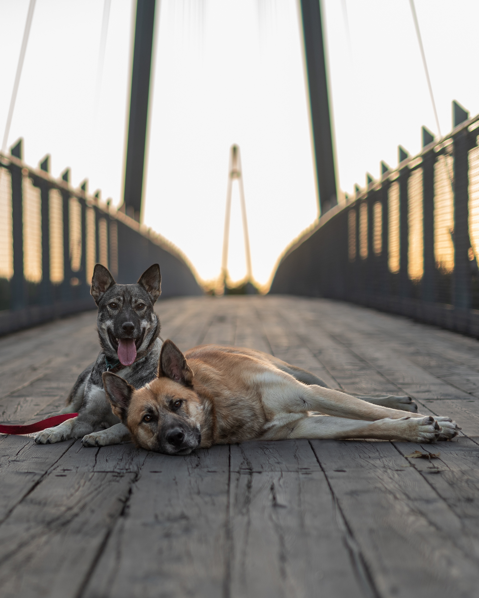 Seven & Amauti - Les Pattes Jaunes | Les Pattes Jaunes