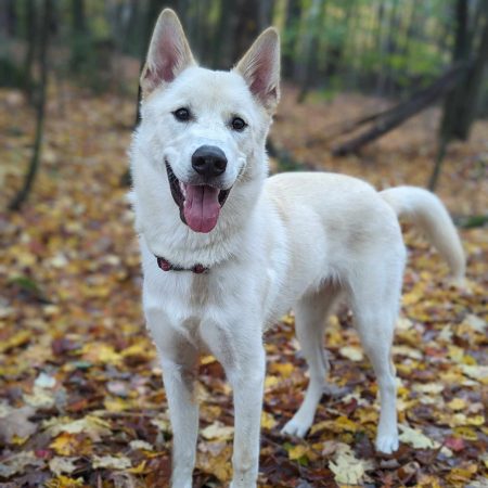 Nico-Blanco - Les Pattes Jaunes | Les Pattes Jaunes