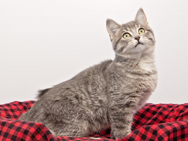 Pacane - Les Pattes Jaunes | Les Pattes Jaunes