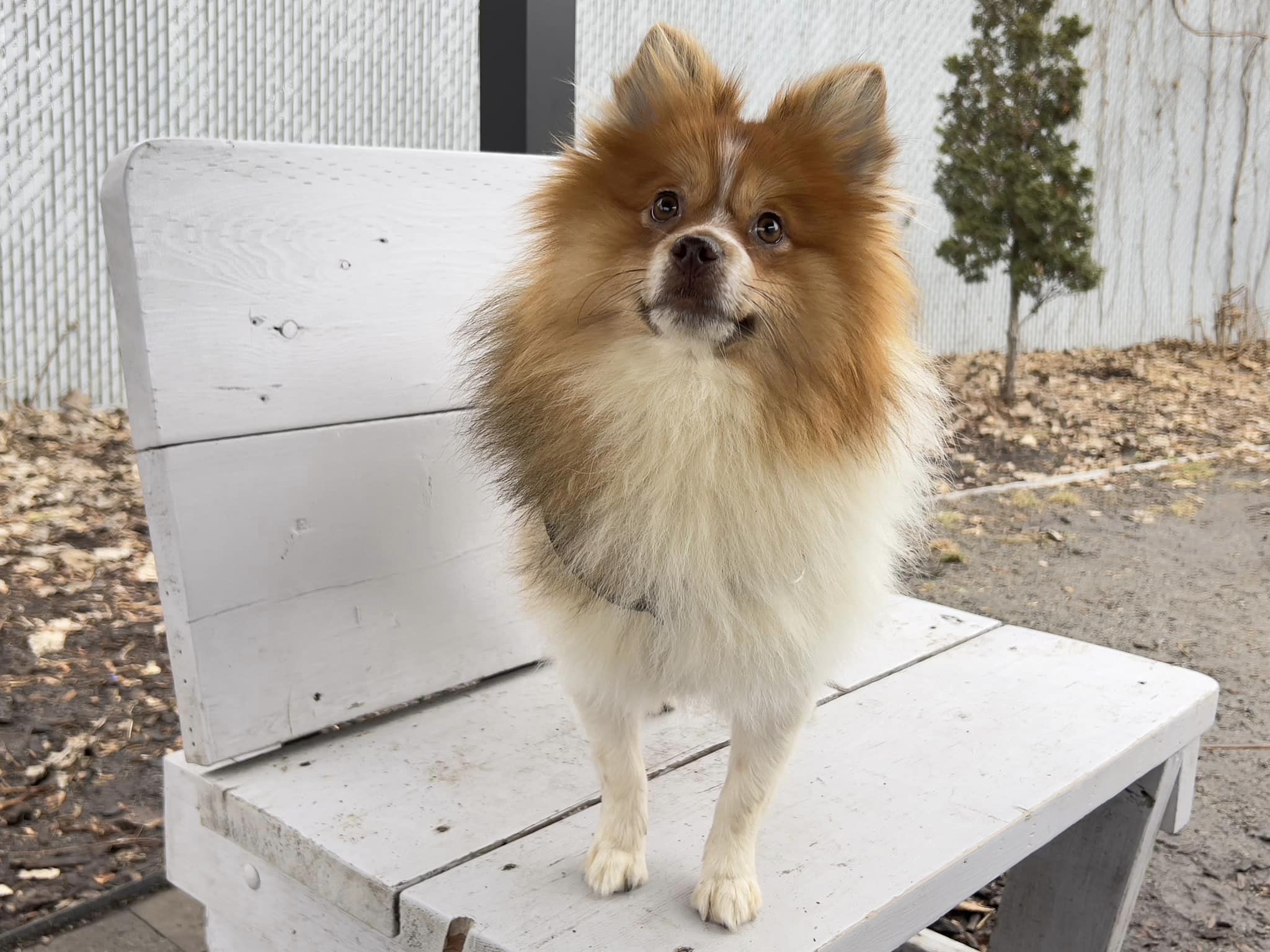Nowel - Les Pattes Jaunes | Les Pattes Jaunes