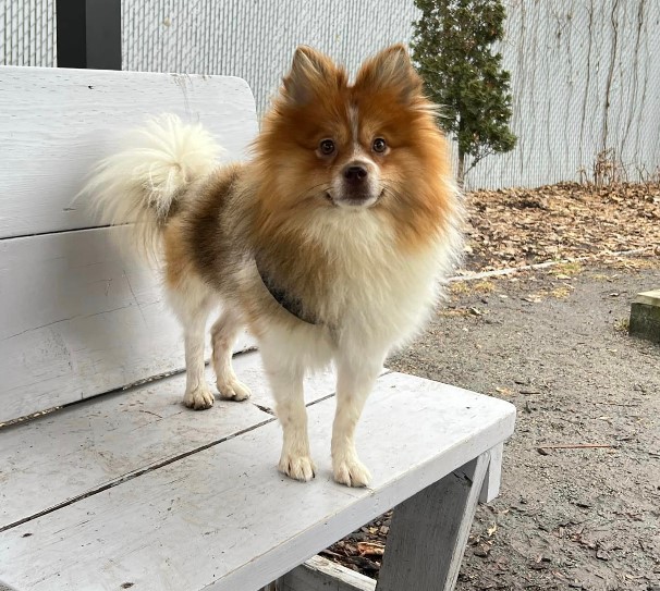 Nowel - Les Pattes Jaunes | Les Pattes Jaunes