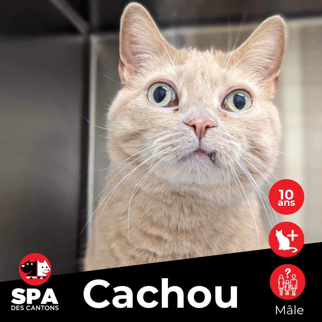 Cachou - Les Pattes Jaunes | Les Pattes Jaunes