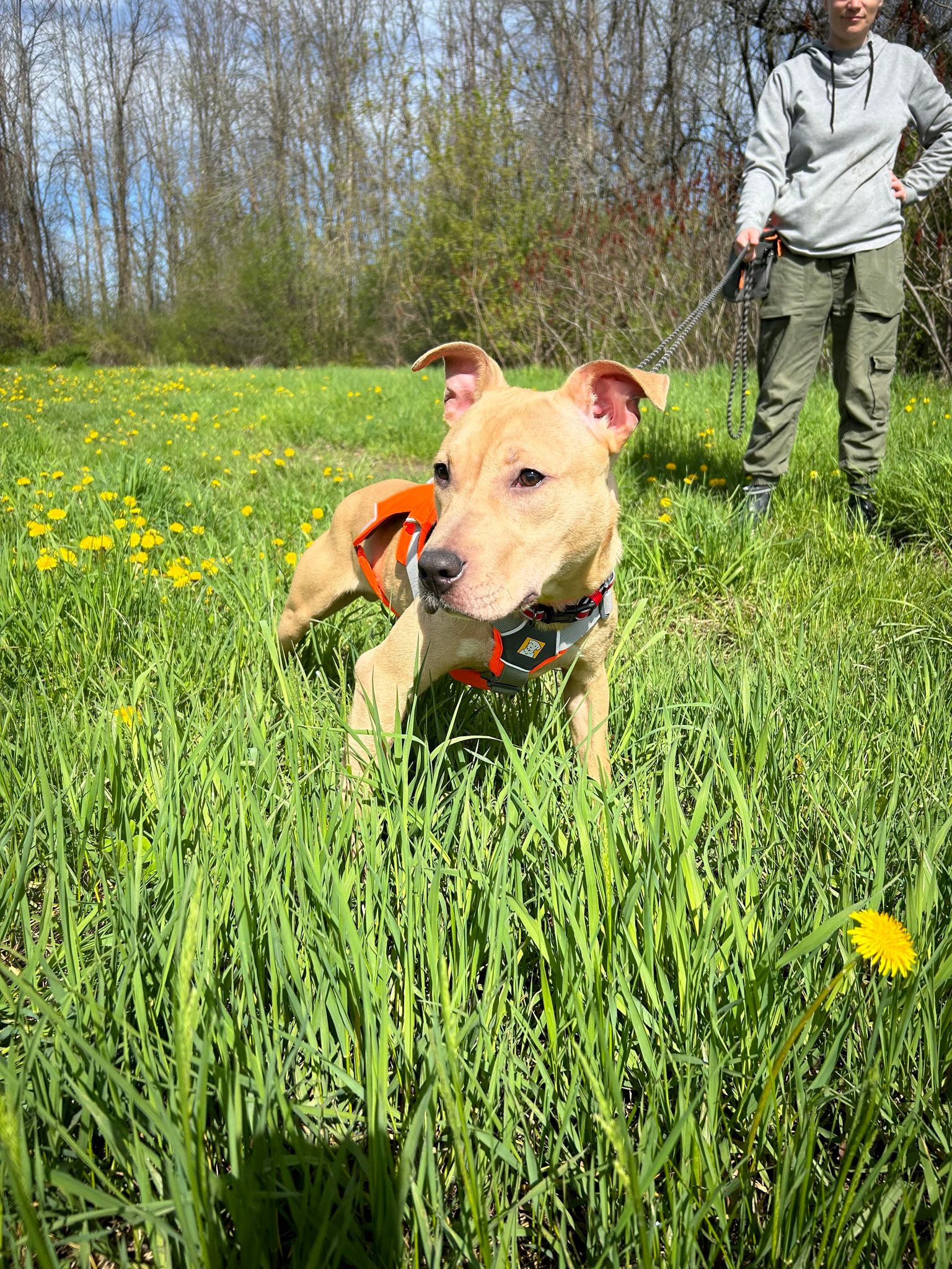 Clint - Les Pattes Jaunes | Les Pattes Jaunes