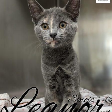 Leanor - Les Pattes Jaunes | Les Pattes Jaunes