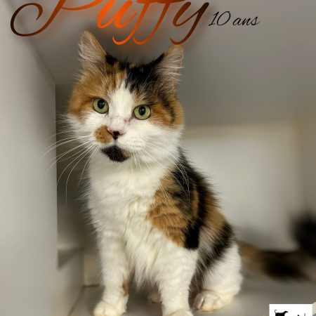 Puffy - Les Pattes Jaunes | Les Pattes Jaunes