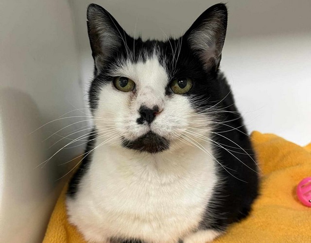 Kochak - Les Pattes Jaunes | Les Pattes Jaunes