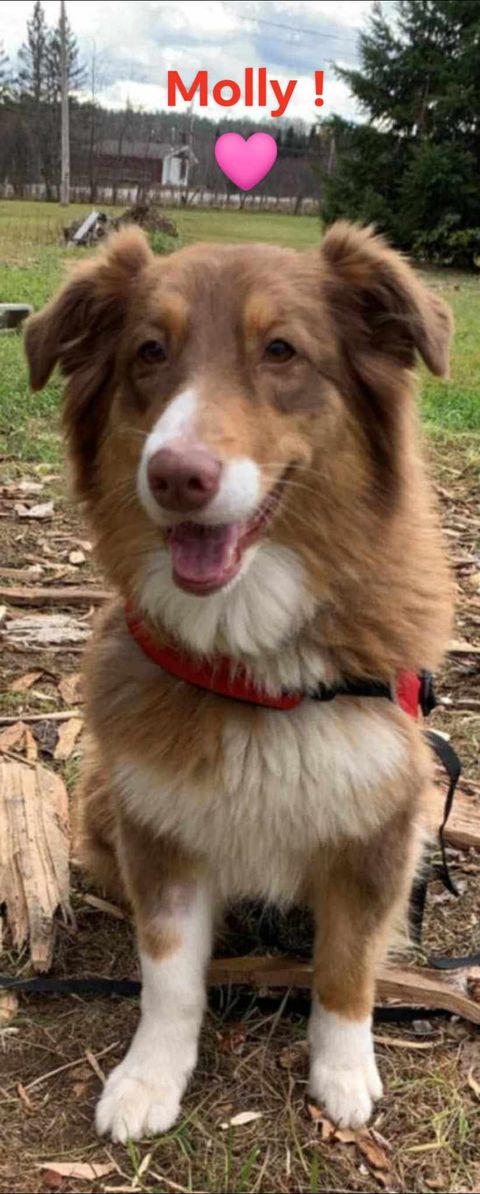 Molly - Les Pattes Jaunes | Les Pattes Jaunes