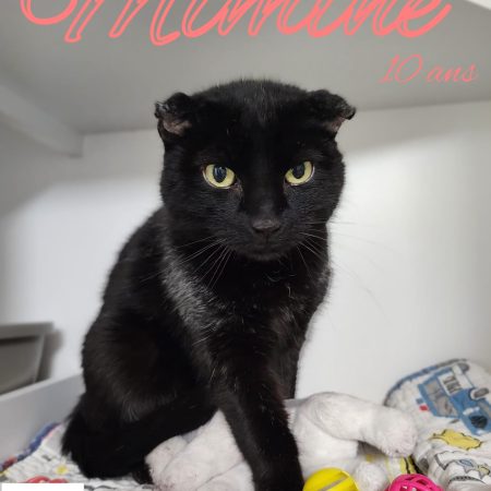 Mimine - Les Pattes Jaunes | Les Pattes Jaunes