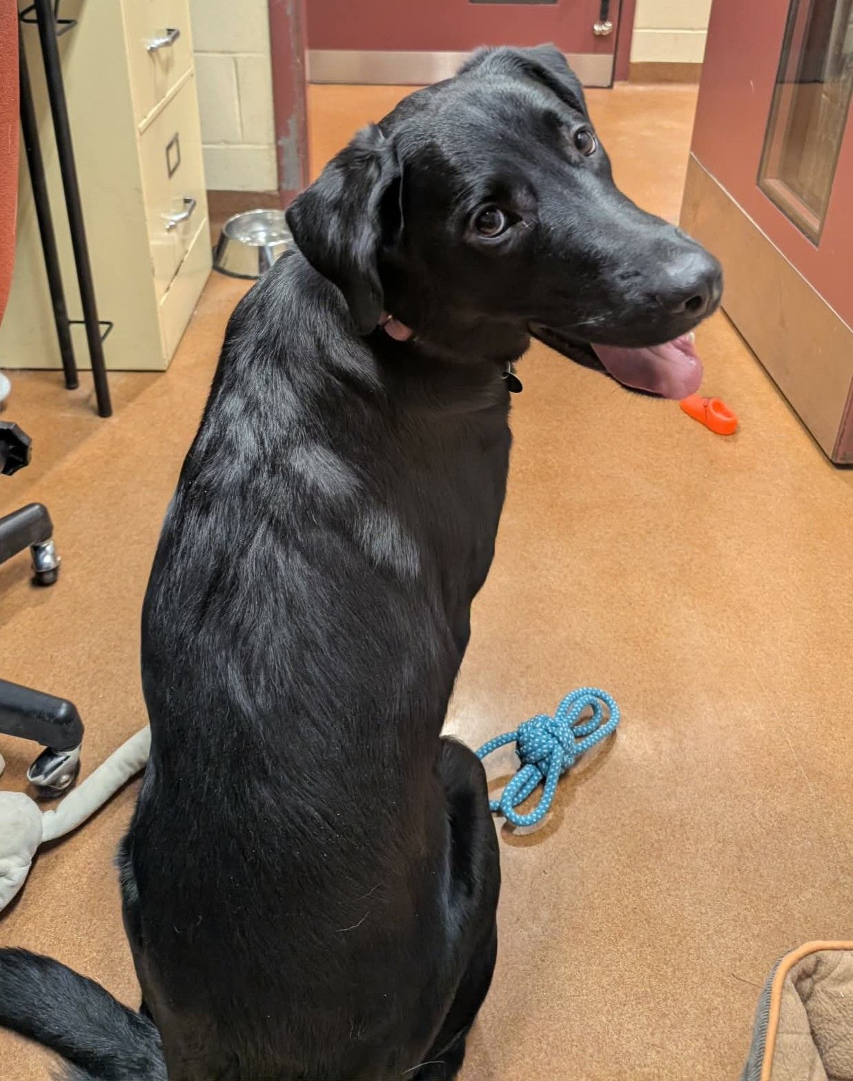 Bella - Les Pattes Jaunes | Les Pattes Jaunes